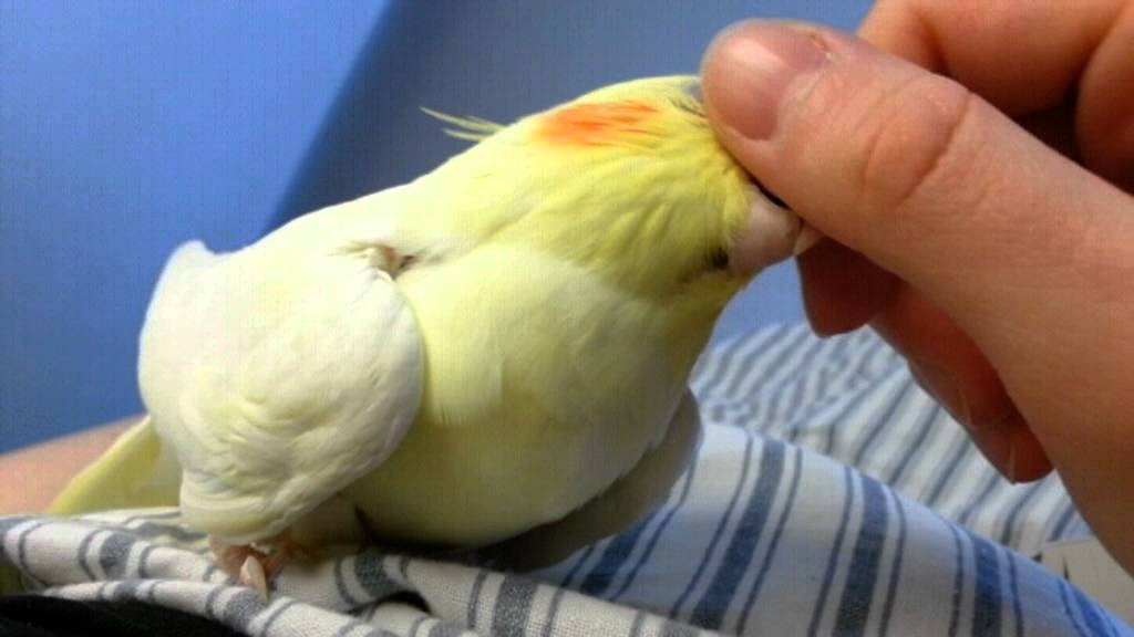 Cockatiel Felix likes to cuddle - YouTube