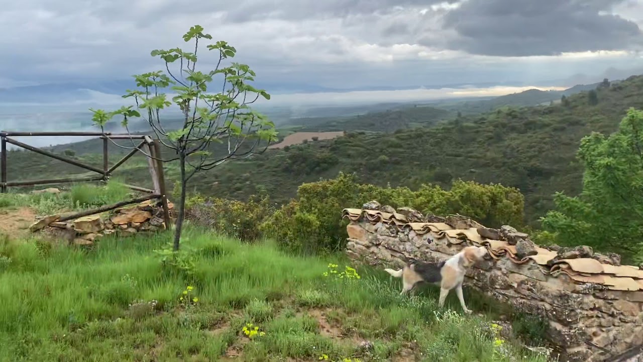 Dayz Of WockDown - 🐉 Spring Dawning (Scene 7) - YouTube