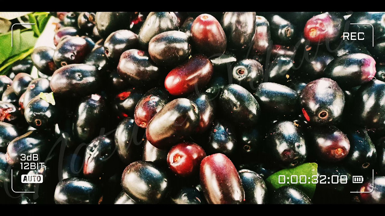 Fresh Jamun /Java Plum / Neredu Pandlu / Blue berries // Black Jamun ...