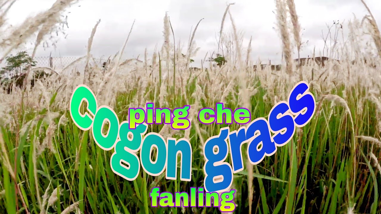 COGON GRASS PING CHE ||GUIDE TO GET THERE #fanling #hongkong - YouTube