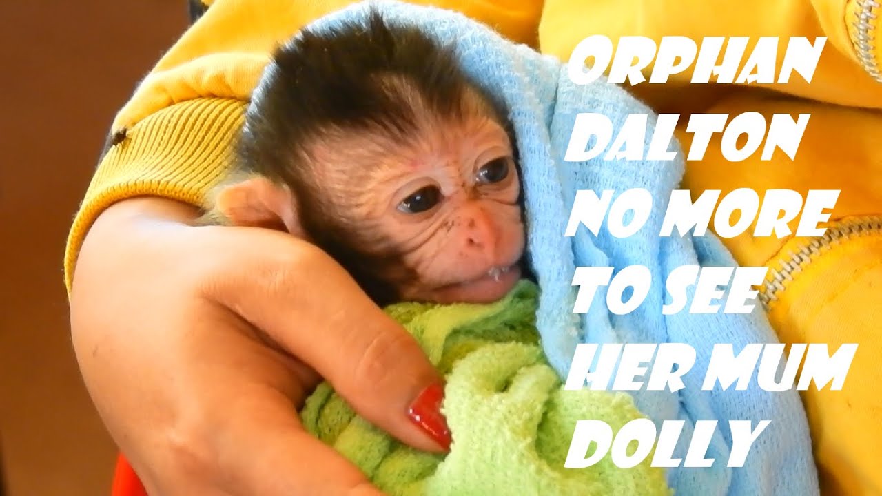 Dalton update: This baby has seen her mum Dolly just afew day, cuz her ...