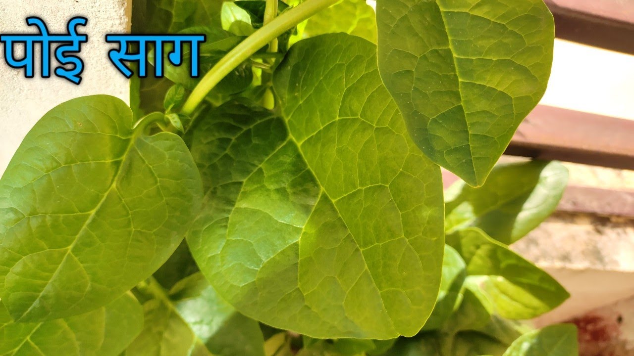 How to Grow Malabar Spinach // Poi saag // Malabar spinach - YouTube
