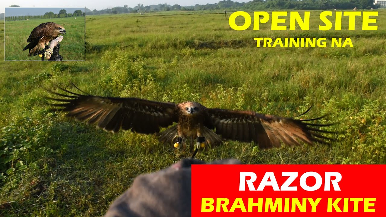 RAZOR | OPEN SITE TRAINING | LIPAD KANA - YouTube