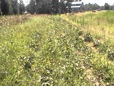Cowpeas; Red Ripper, Purple Tip & Mississippi Crowder. - YouTube