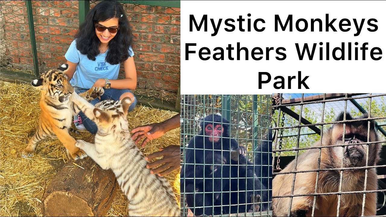 Mystic Monkeys and Feathers Wildlife Park | Mystic Monkeys Vlog # ...