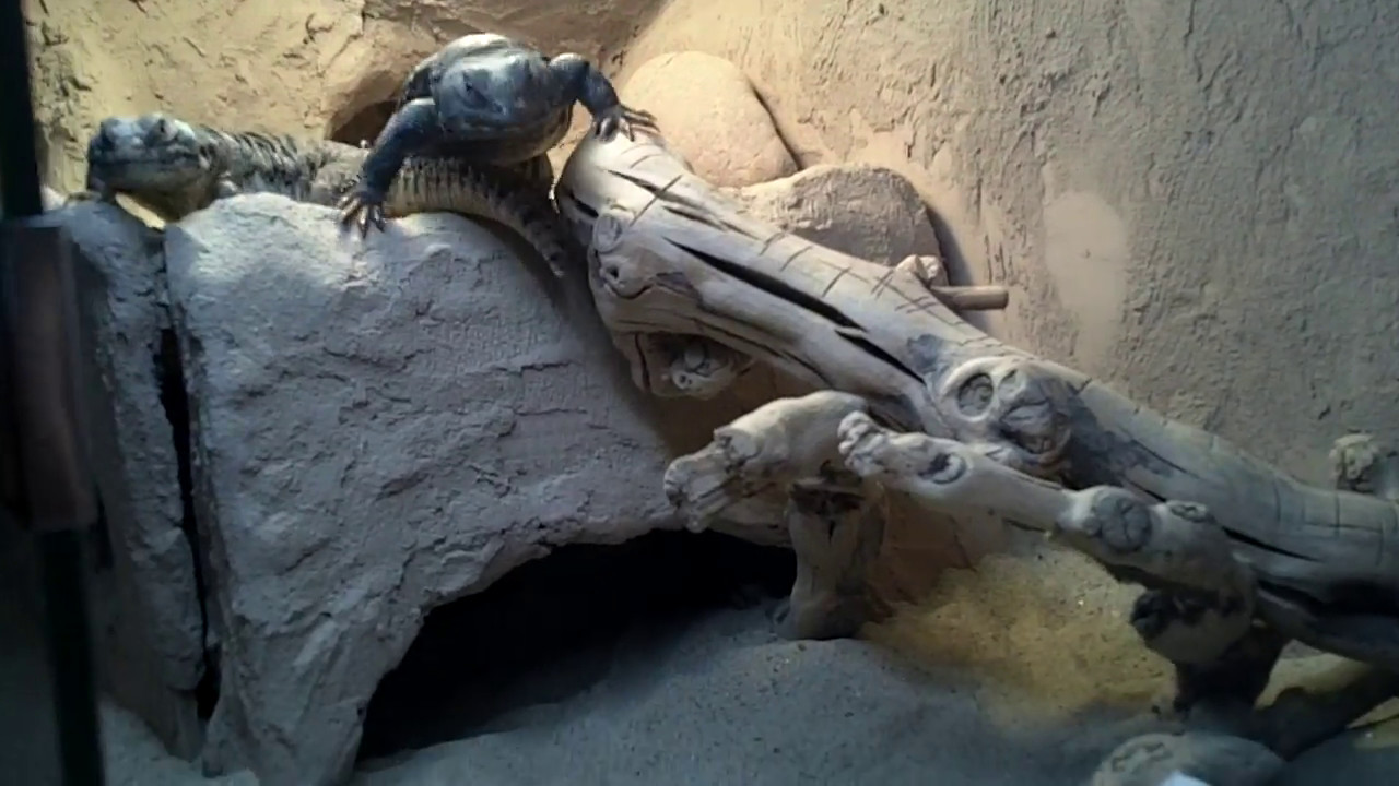 mali uromastyx lizards - YouTube