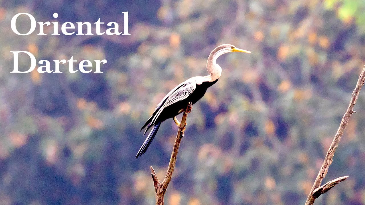 Indian Darter | Oriental Darter | Snakebird | in 4k - YouTube