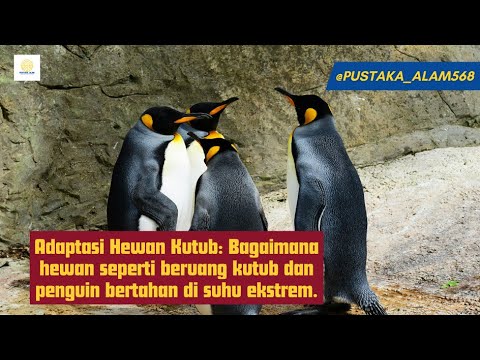 Adaptasi Hewan Kutub: Bagaimana hewan seperti beruang kutub dan penguin ...