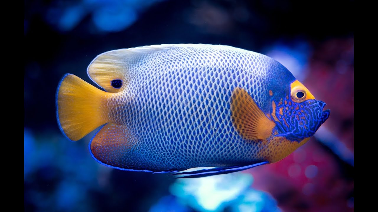 Fish Beautiful Coral Reef, Relaxing Ocean Fish & Stunning Relax Music ...