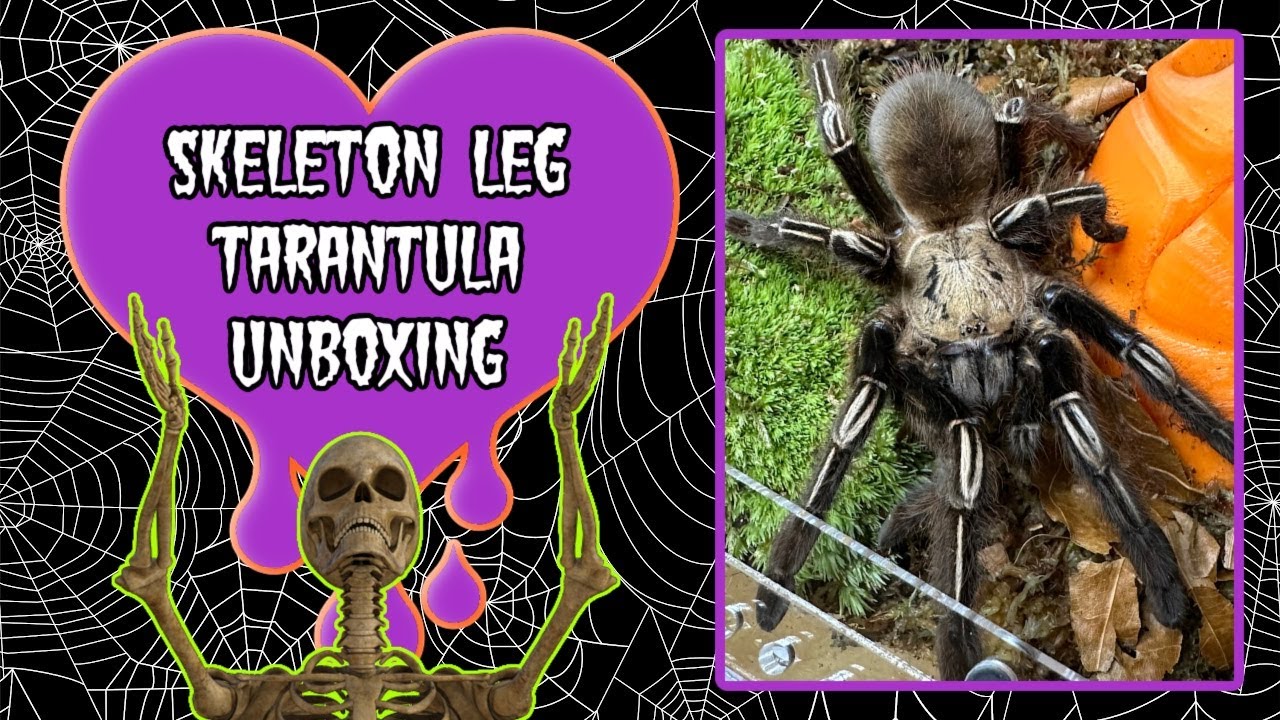 Ephebopus Murinus / Skeleton Leg Tarantula Unboxing ~ She’s a BOLTER! - YouTube