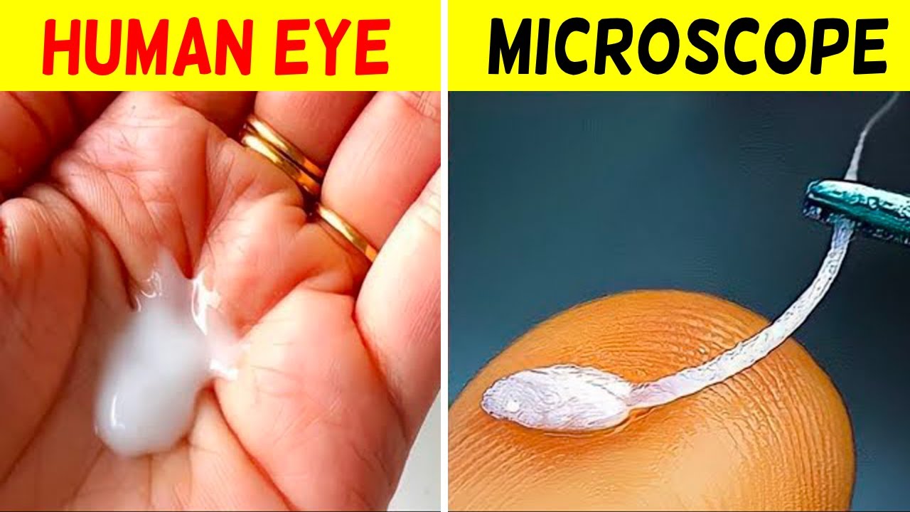 12 Things You Can See Only Under Microscope | Microscope Video #facts # ...