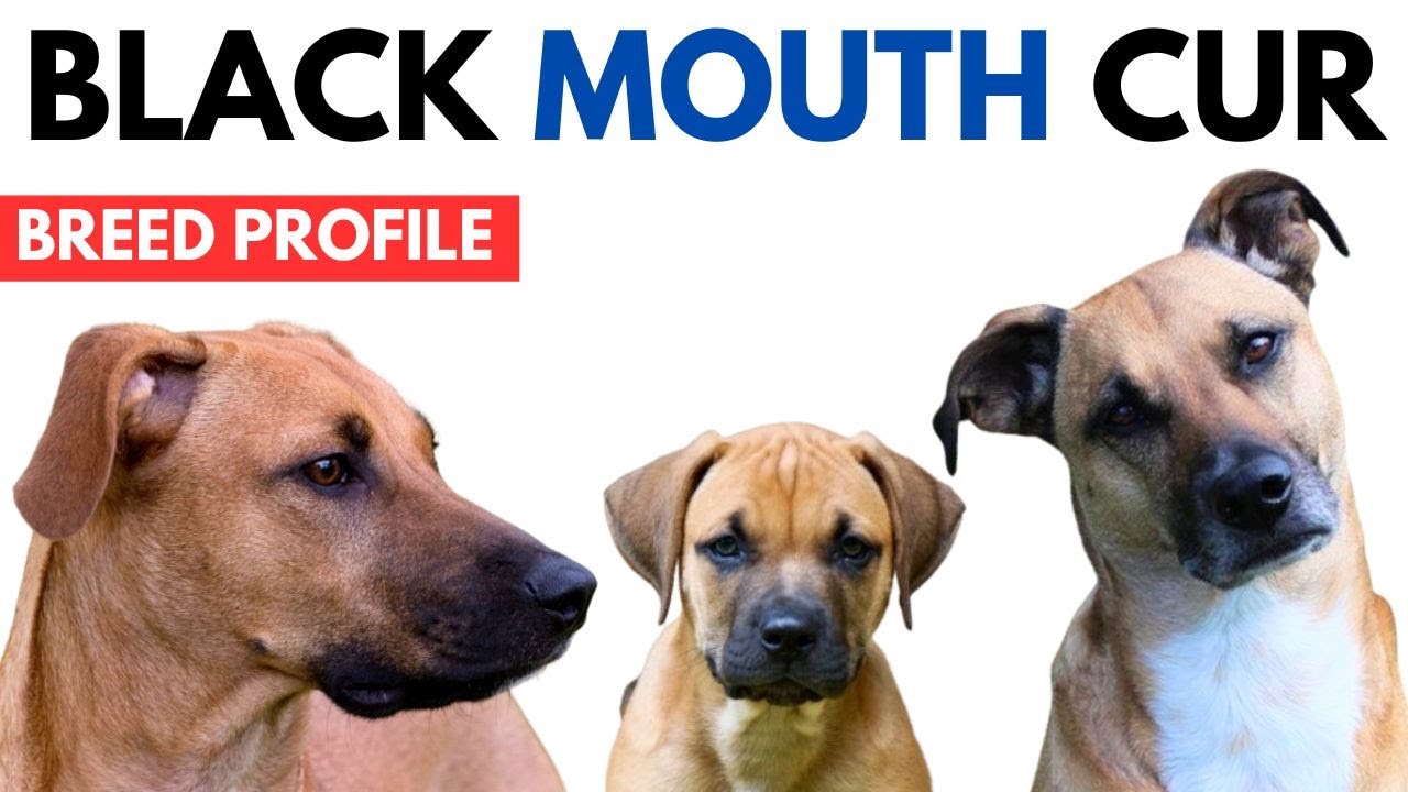 Black Mouth Cur Breed Profile History - Price - Traits - Black Mouth ...
