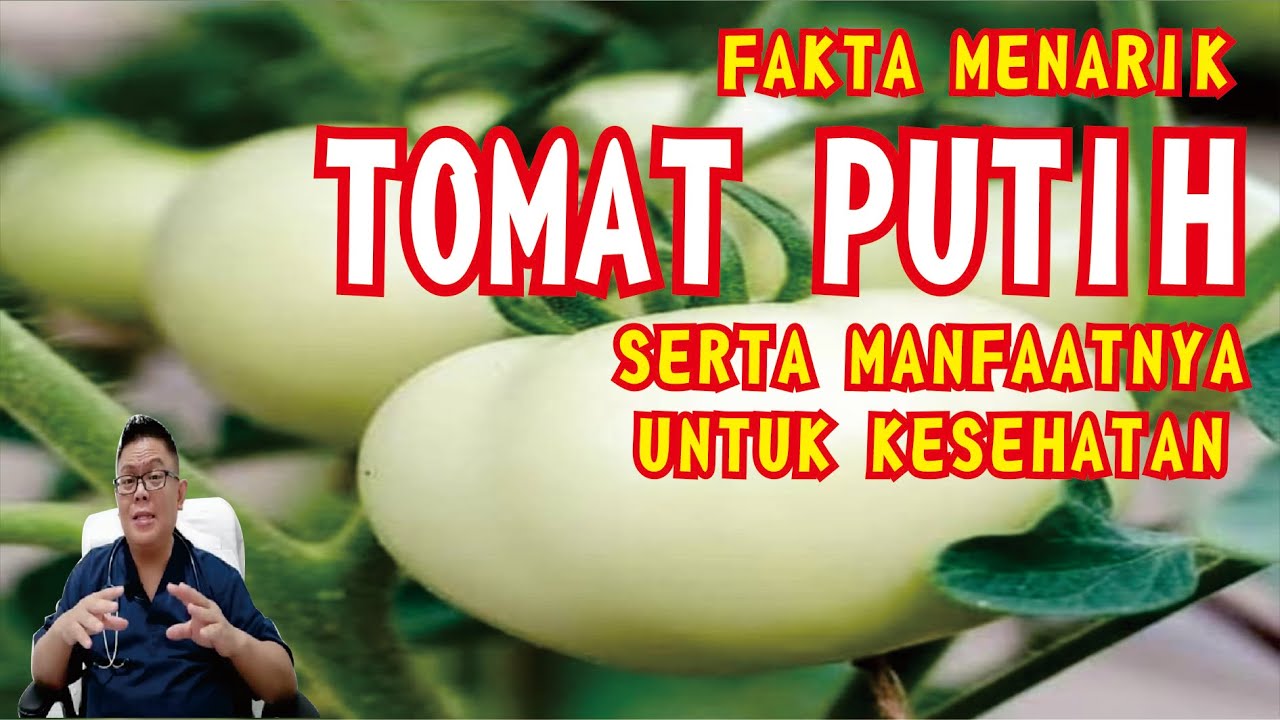 TOMAT PUTIH : SI PUTIH YANG KAYA AKAN MANFAAT - YouTube