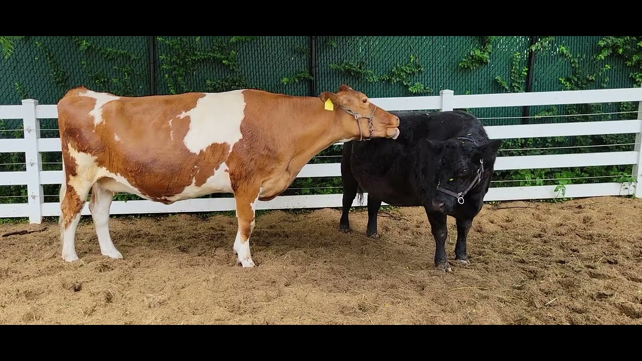 Cow Lick Cosley Zoo Wheaton, IL 6-8-22 - YouTube