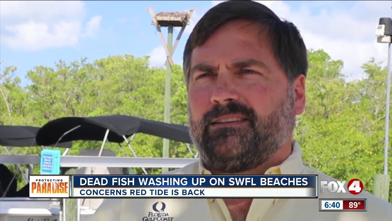 Dead fish washing up on Collier County beaches - YouTube