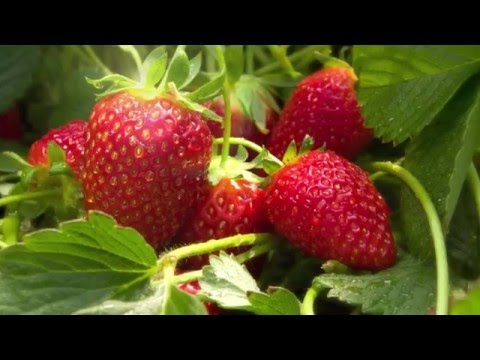 Çileğin En Doğal Hali, Tukaş Hali