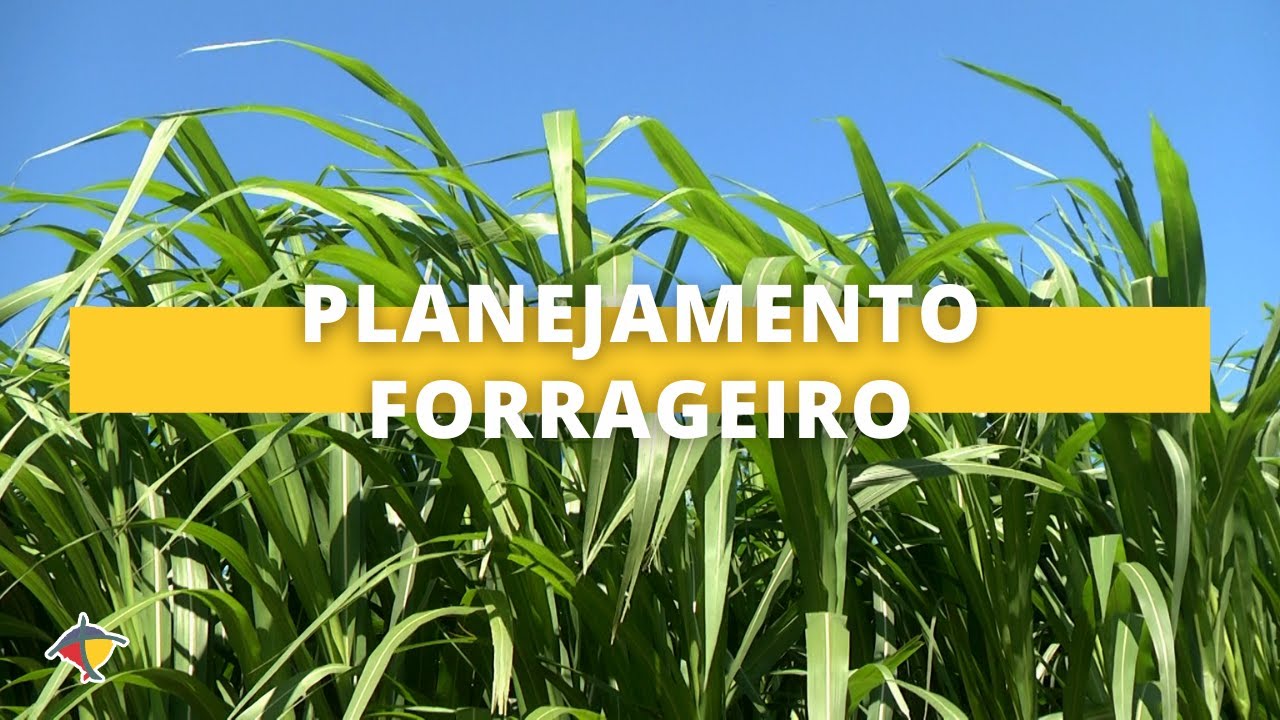 Planejamento forrageiro: etapas para garantir estabilidade de produção ...