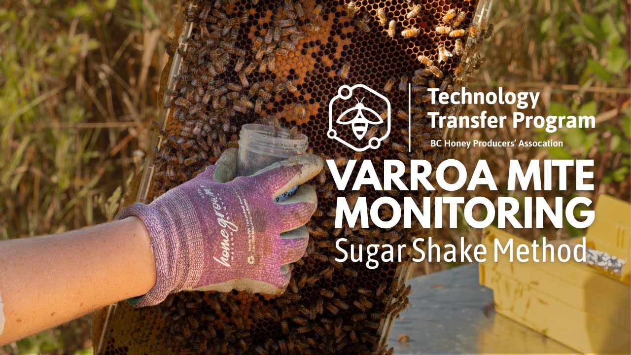 Varroa Mite Testing- The Sugar Shake Method - YouTube
