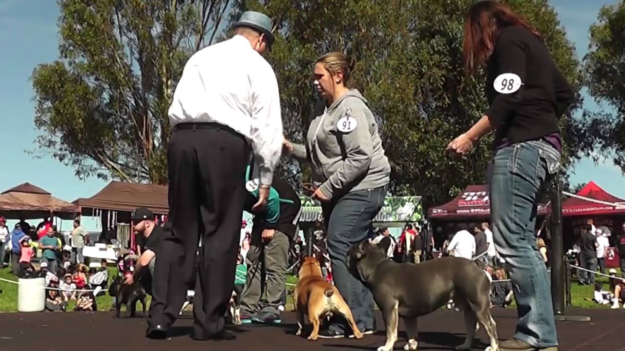 A.B.K.C AMERICA'S MOST WANTED 4TH ANNUAL BULLY SHOW - Vacaville Video ...