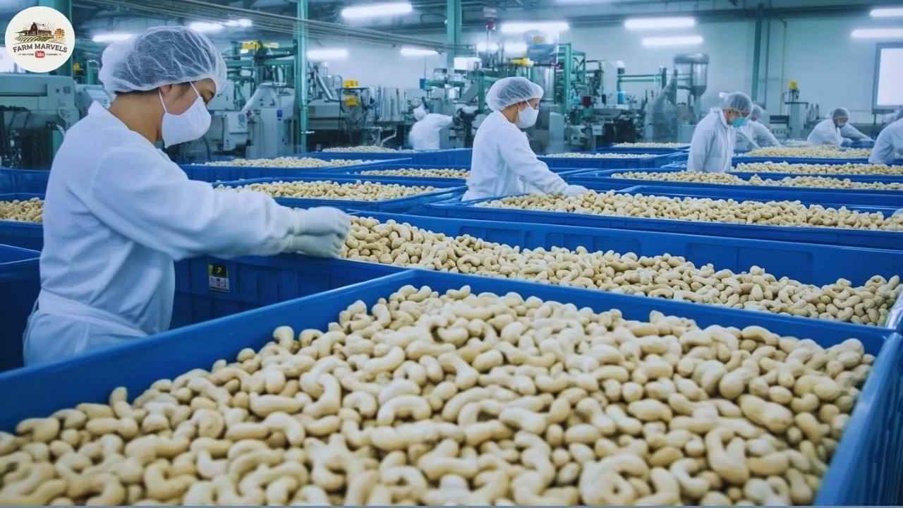 The BIGGEST Cashew Nuts Production Line You Should See Mega Cashew Nuts ...