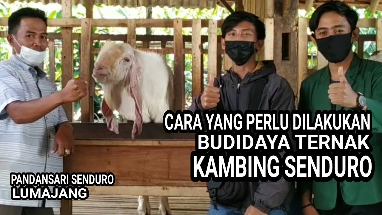 CARA YANG PERLU DILAKUKAN - BUDIDAYA TERNAK KAMBING SENDURO LUMAJANG ...