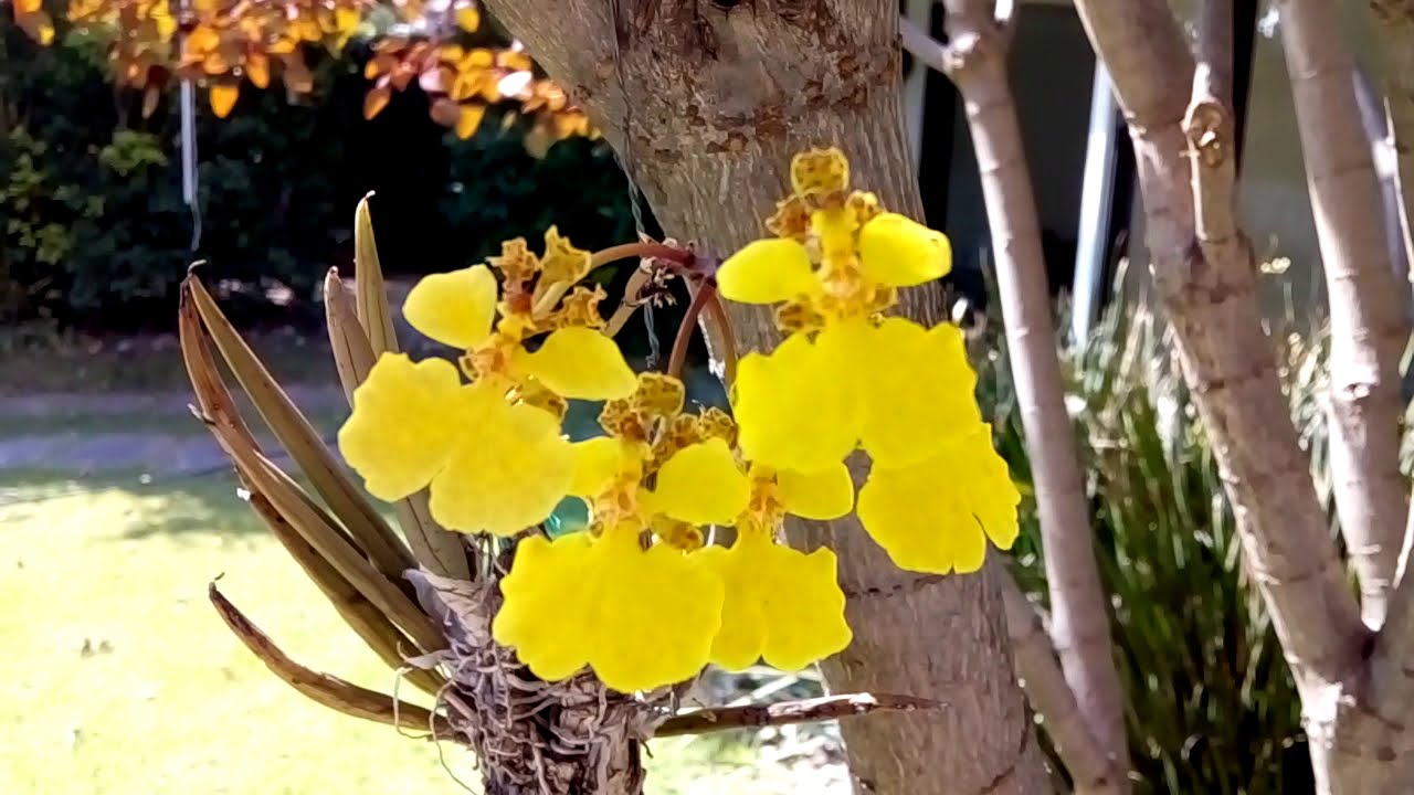 Trichocentrum cebolleta - YouTube
