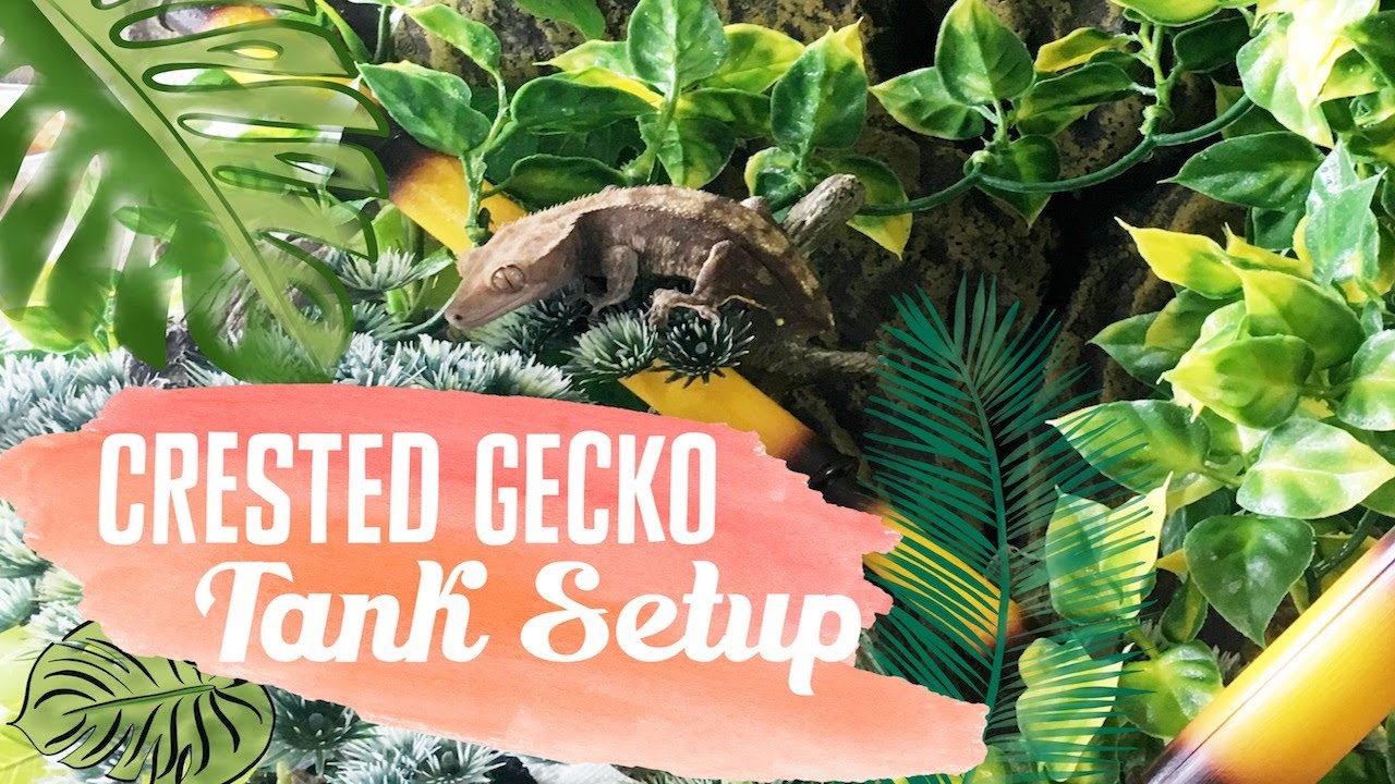Bodhi's Crested Gecko Tank Setup | Exo Terra Cage Setup - YouTube