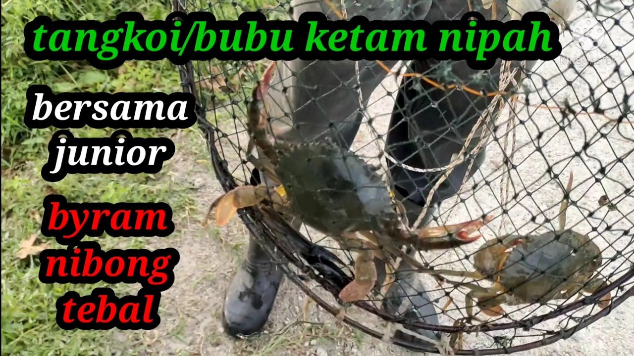 tangkoi/bubu ketam nipah bersama junior..byram nibong tebal - YouTube