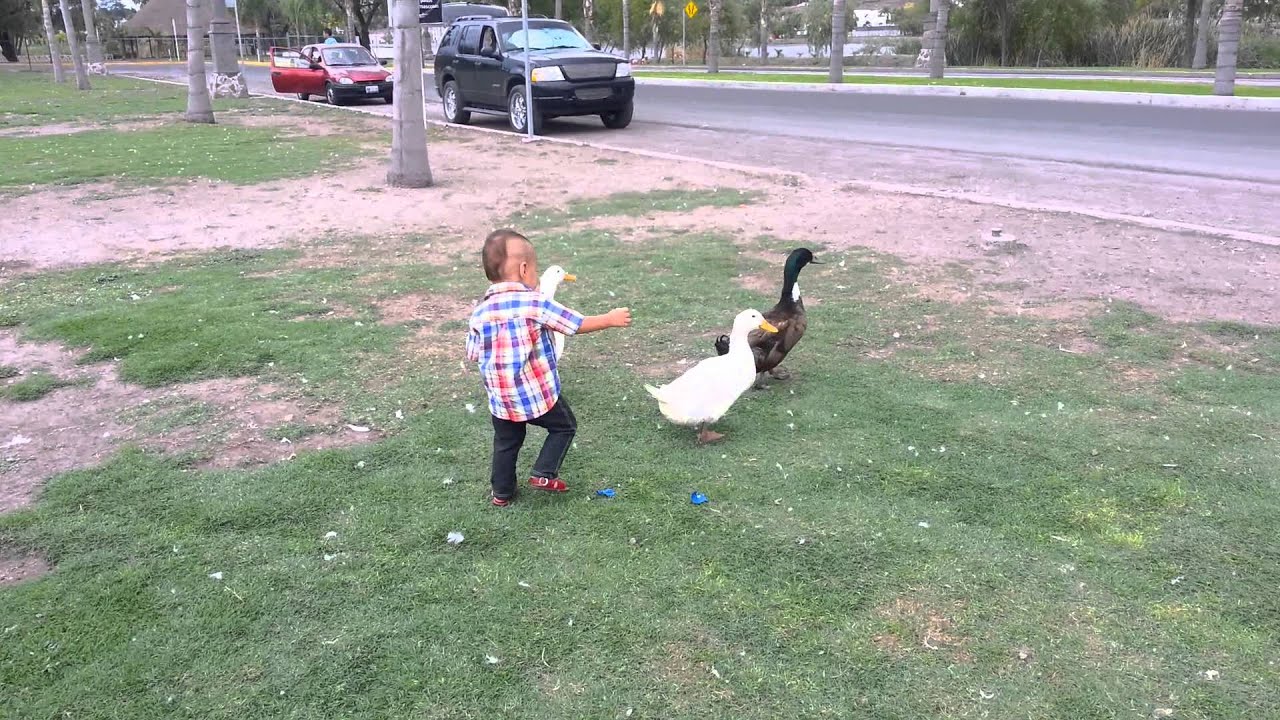 Cazando patos - YouTube