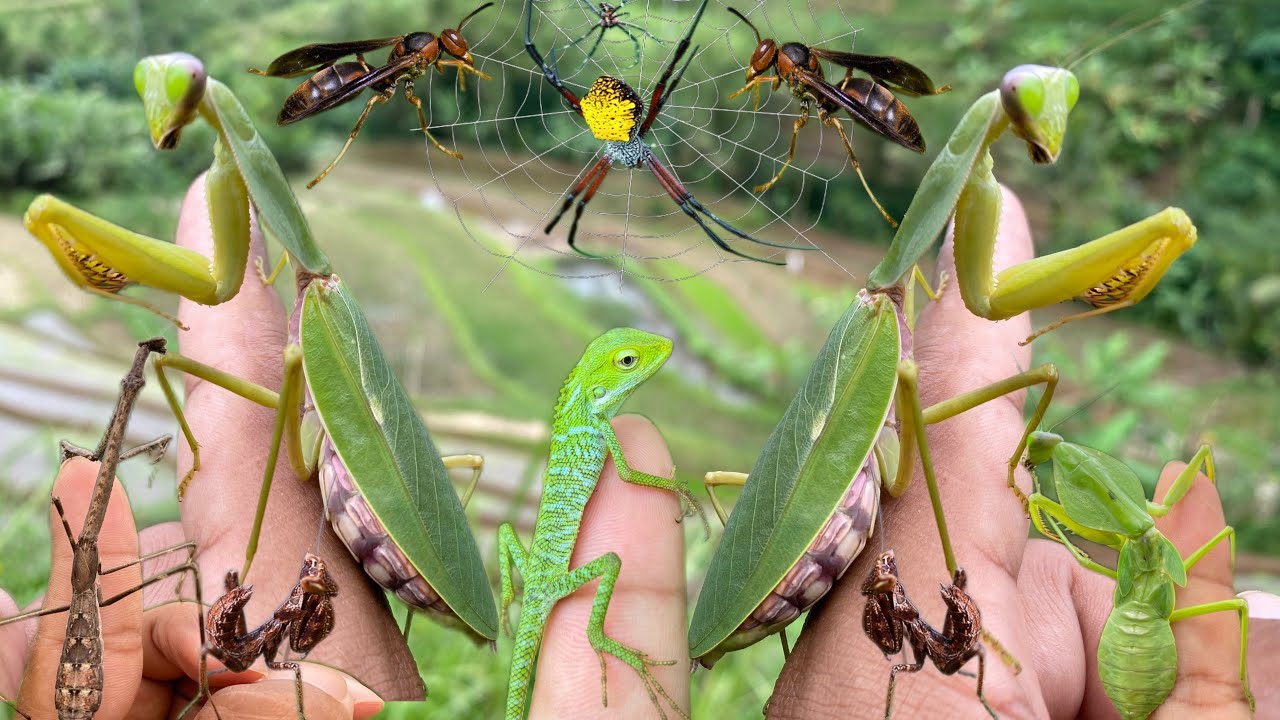 Hunt the king of predators - YouTube