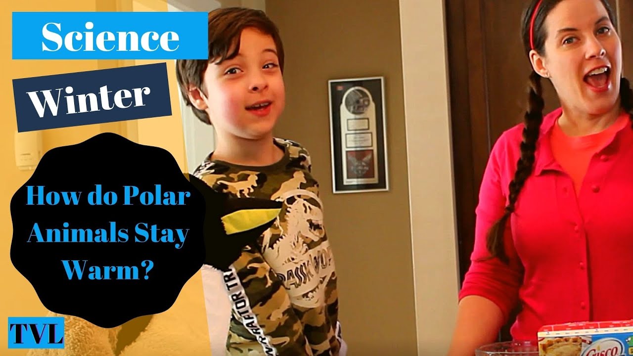 Team V Learning - Winter - How do Polar Animals Stay Warm? - YouTube