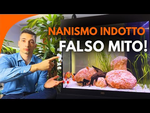 Pesci rossi e Nanismo Indotto? Smentiamo questo falso mito 