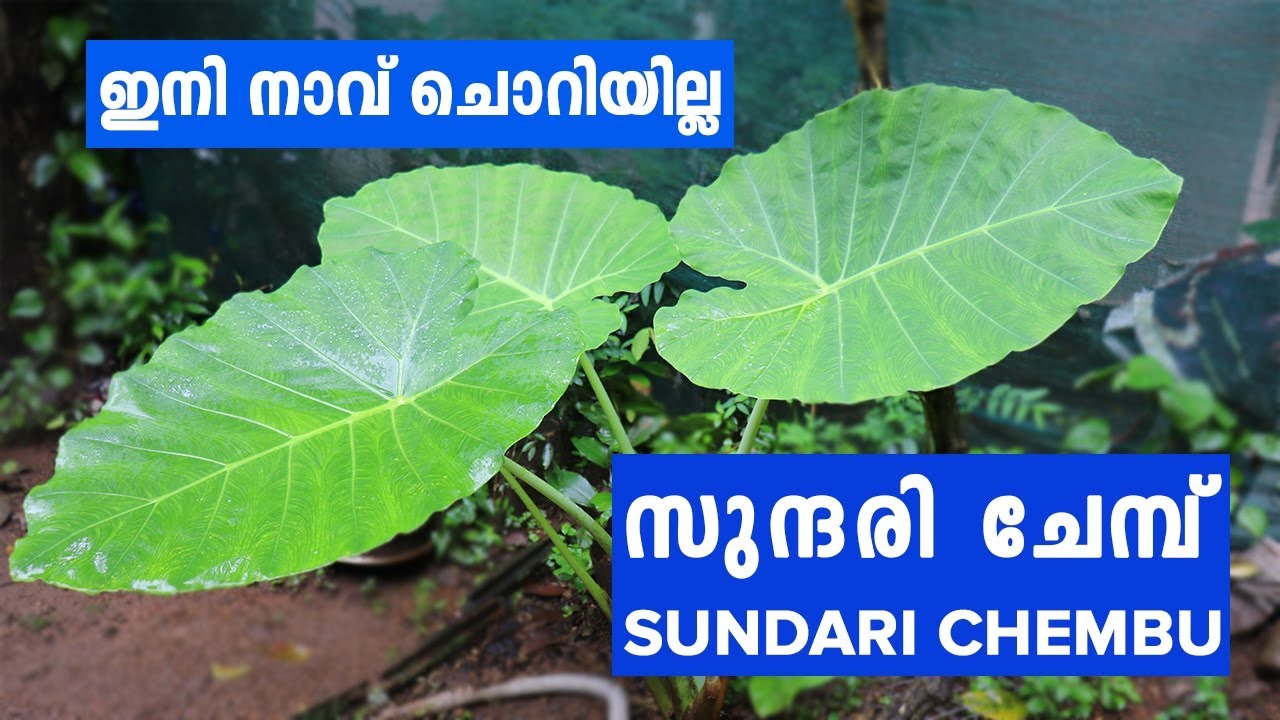 Sundari Chembu (Tarul Leaf) സുന്ദരി ചേമ്പ് - നാവ് ചൊറിയില്ല - YouTube