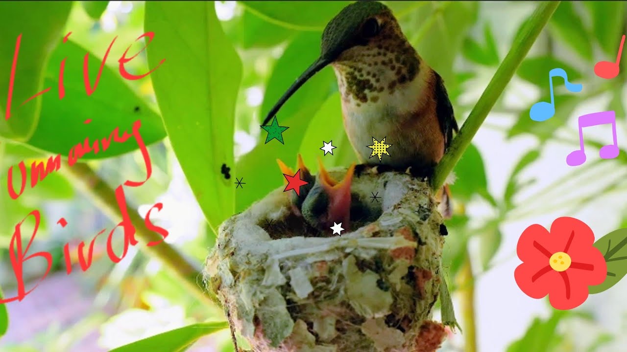 Vlog199-🐦Live, Babies Hummingbird Hatching Two Weeks Old. Ready To Fly ...
