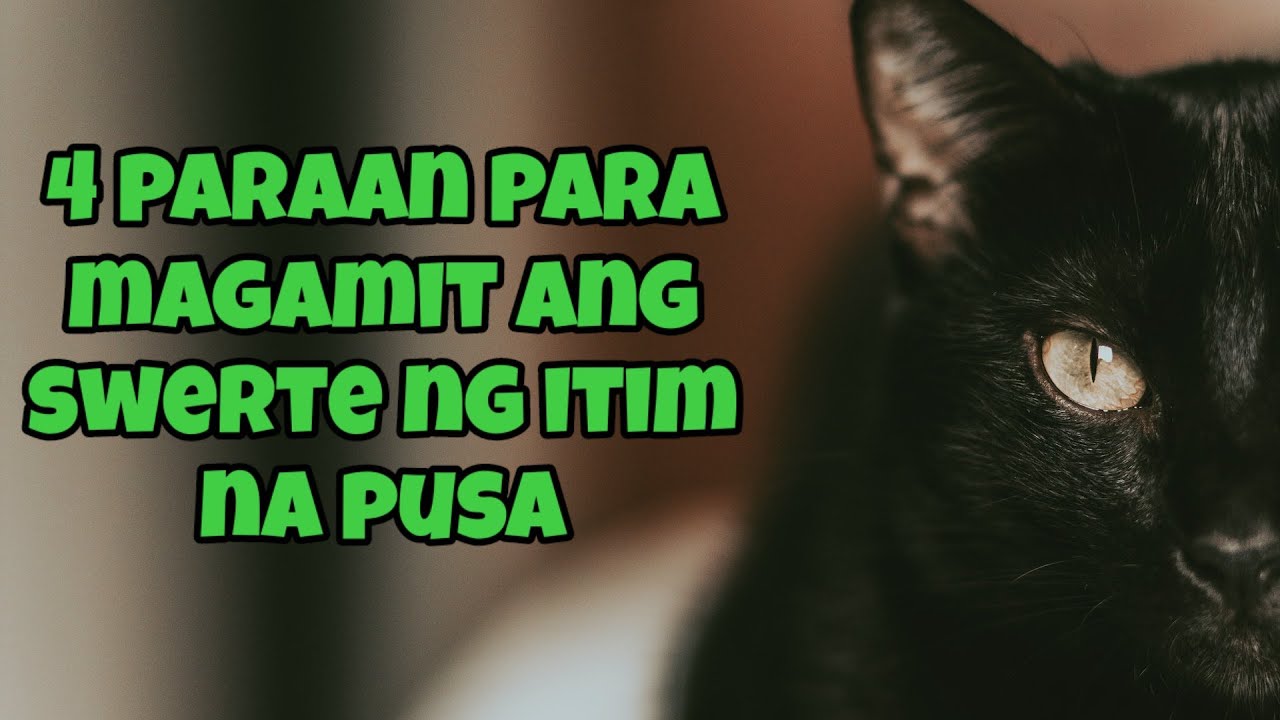 4 NA PARAAN PARA MAGAMIT ANG SWERTE NG ITIM NA PUSA - YouTube