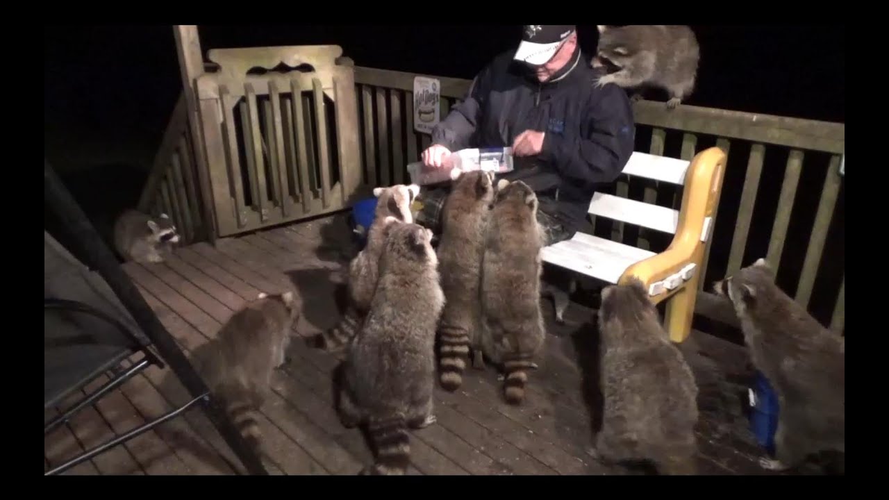 Raccoon Friday Night Visit - YouTube