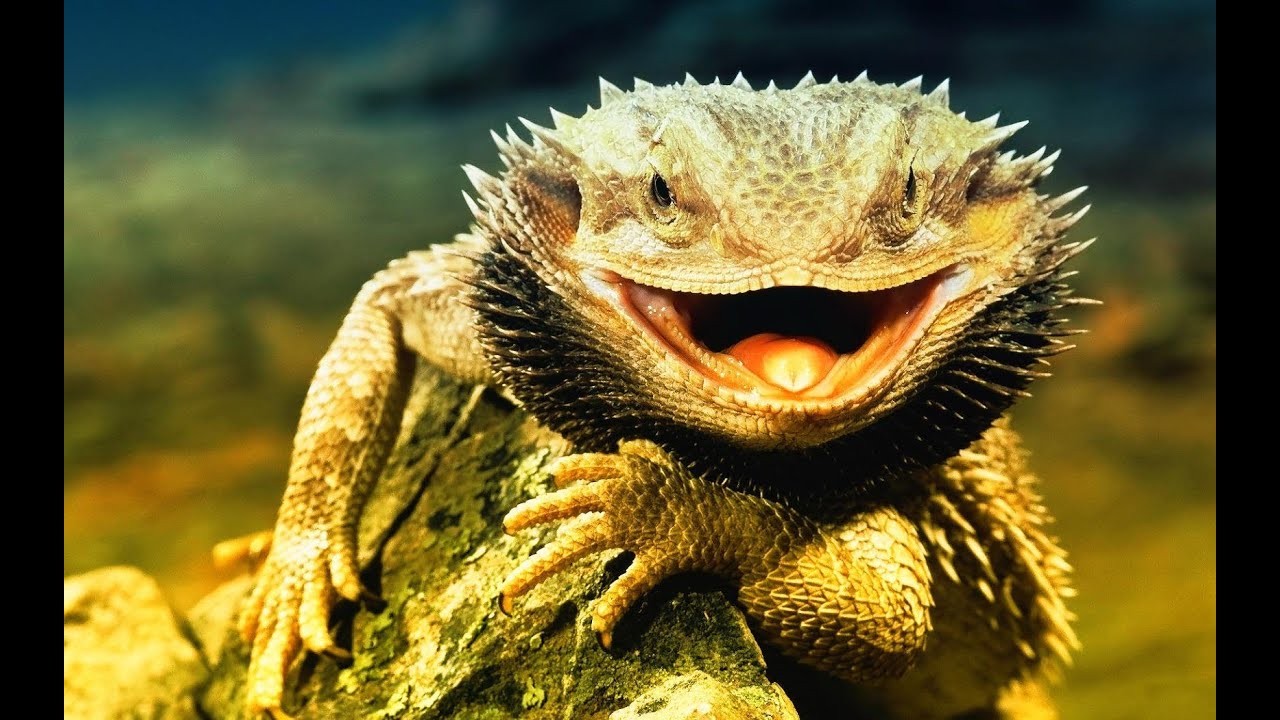 Pogona - Alchetron, The Free Social Encyclopedia