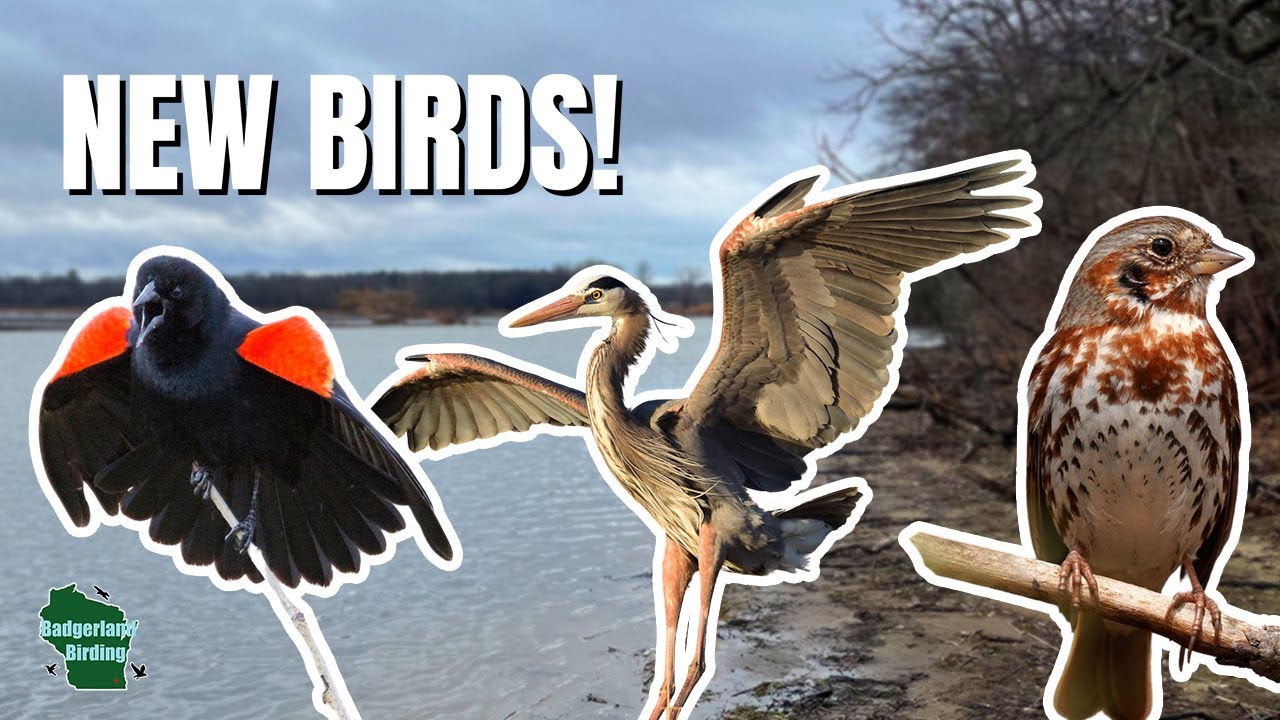 Finding NEW Spring Birds in Wisconsin During Migration - YouTube