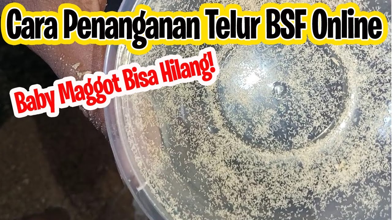 Cara Membuat Media Penetasan Telur BSF Beli Online Yang Tepat- Salah ...