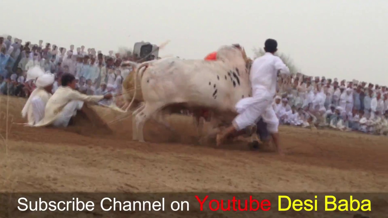 Bulls Rush Race Amazing Bulls' Festival , Dand Da Jalsa , بیل کا جلسہ ...