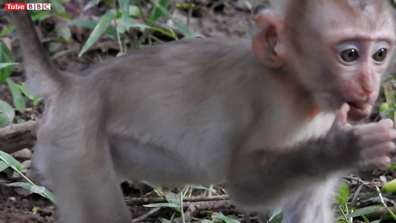 Happy Baby Monkey - Babies Monkeys Are Very Friendly And Playing With Traveler - YouTube