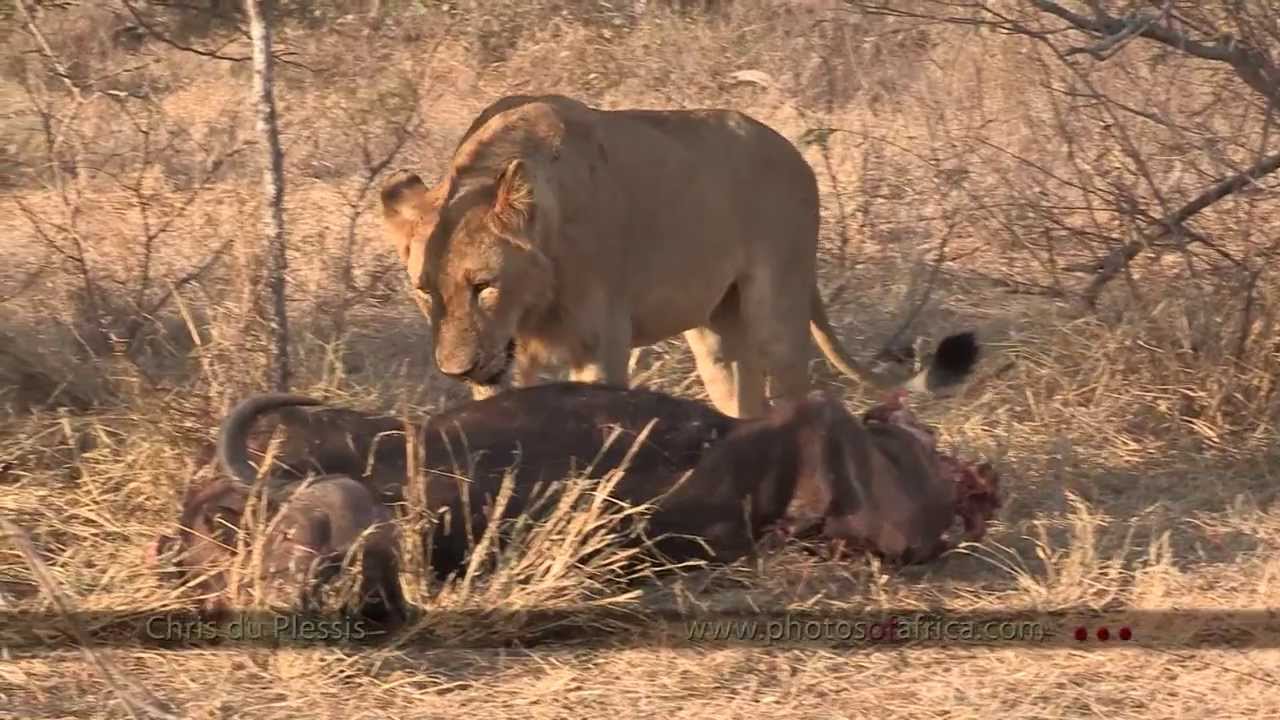 Lion at Buffalo carcass - South Africa Travel Channel 24 - YouTube