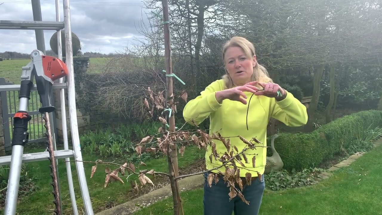 Pleached trees & how to make them - YouTube