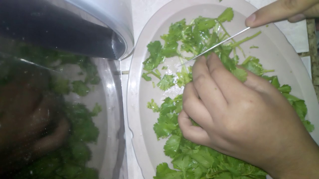 Cortando cilantro :v - YouTube