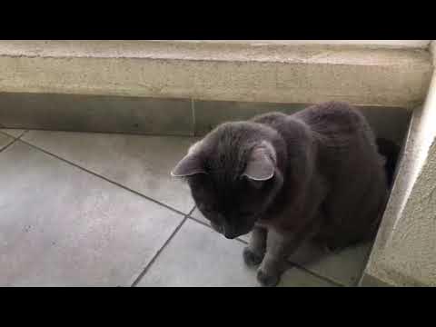 Rodrigo Albar Familia - YouTube