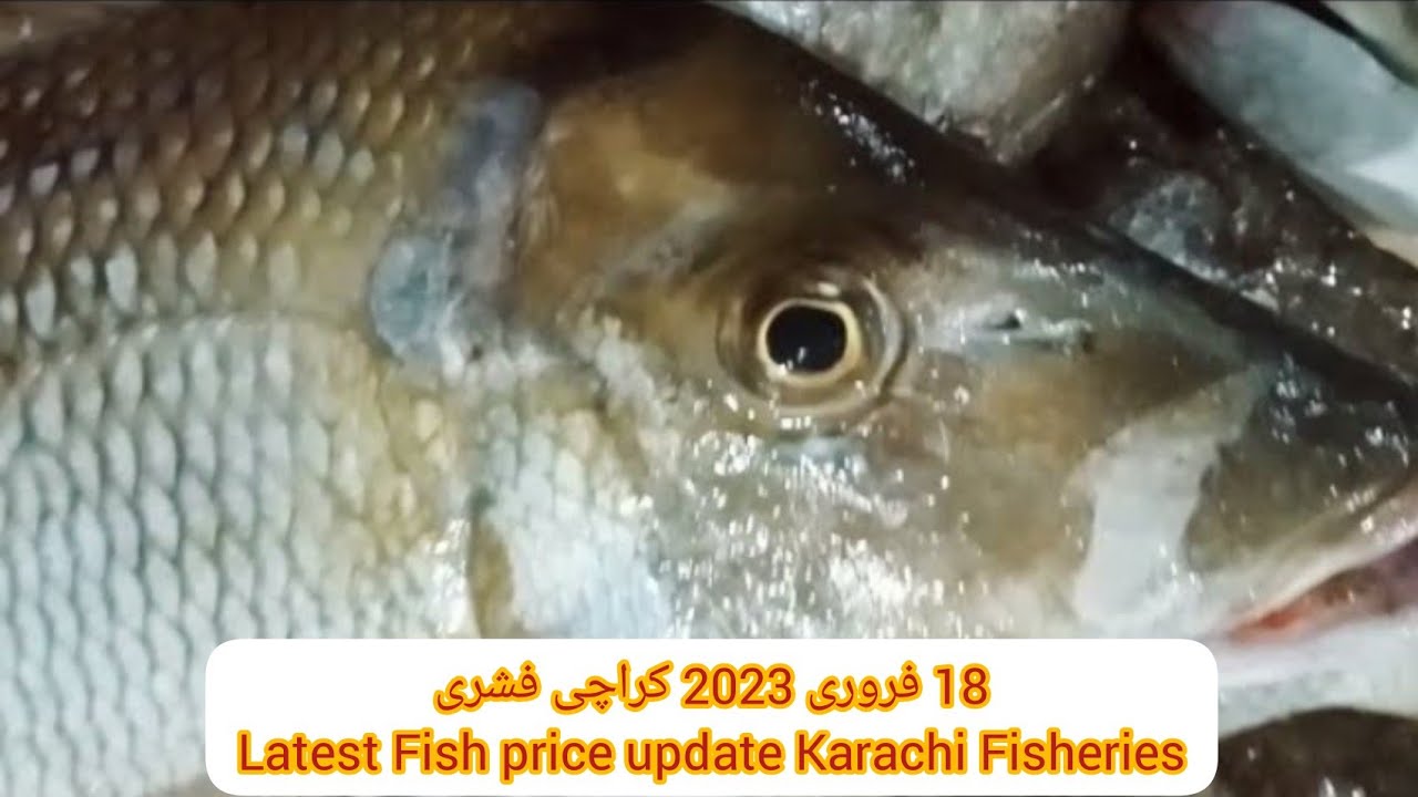 latest Fish price update Karachi Fisheries Pakistan biggest Fish Market ...