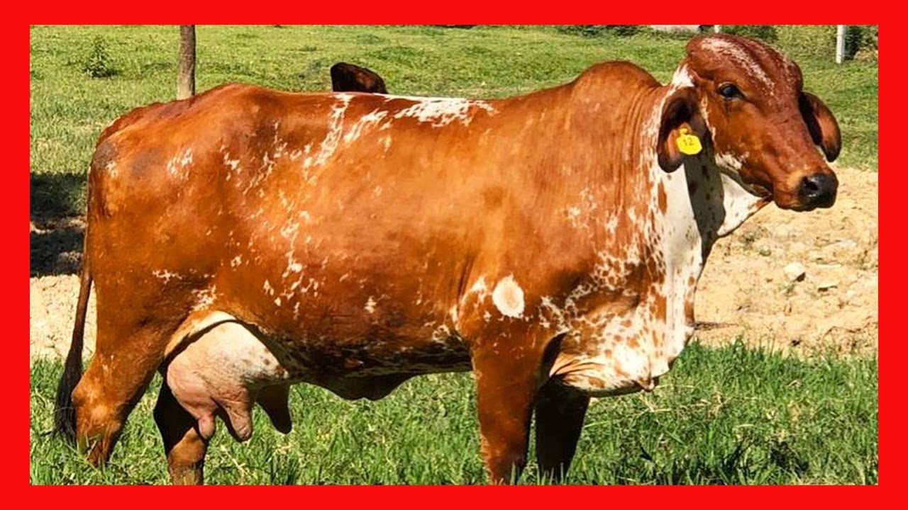 PORQUE CONOCER EL PUNTAJE DE LA UBRE - YouTube