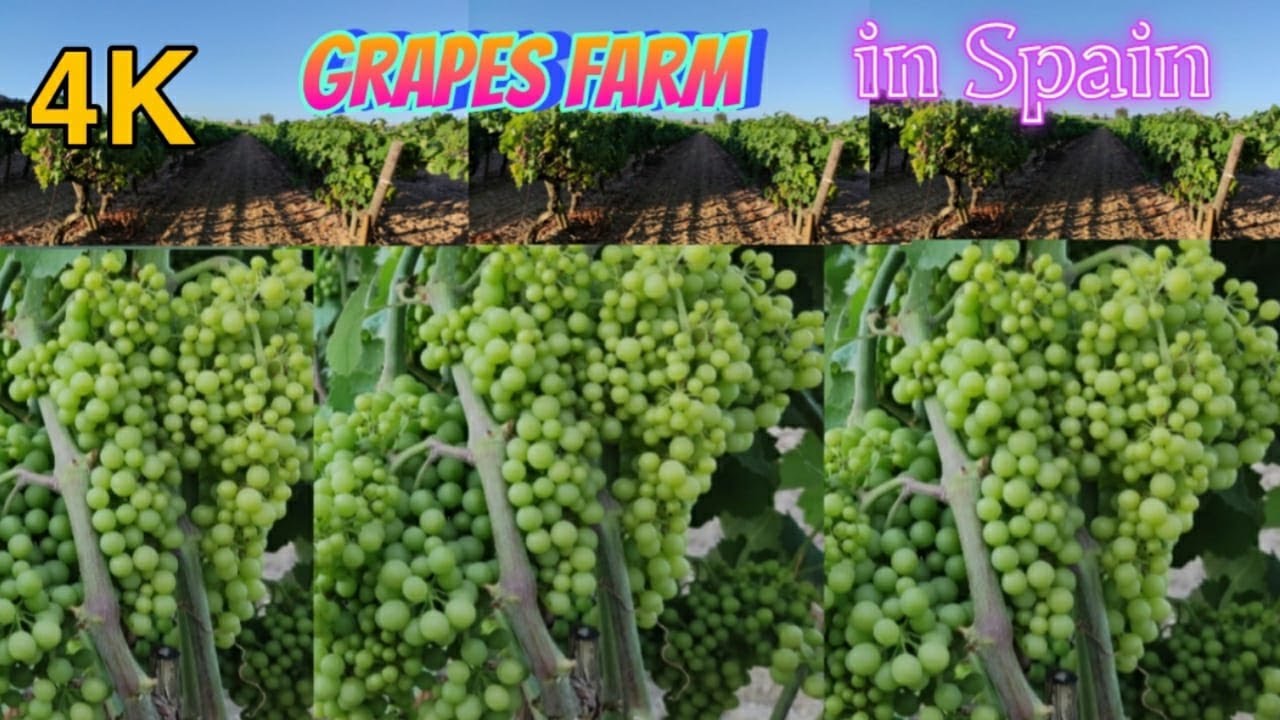 Grapes Farm in Spain | Walking Around Grapes Farm in Alt Penedés ...