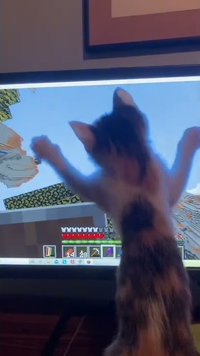 Kitten Plays Minecraft 🤣🤣 Youtube