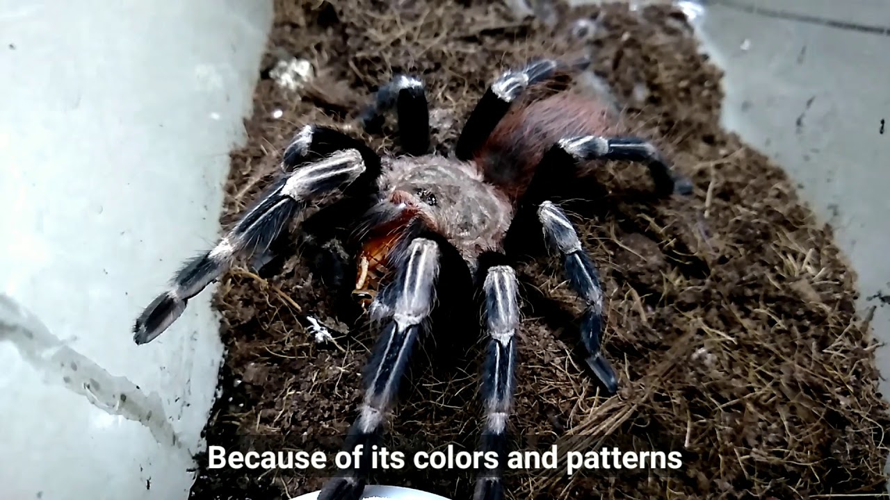 QUICK UPDATE OF MY NHANDU CHROMATUS - YouTube